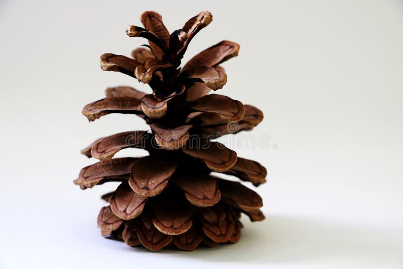 Bright Cone Flowers stock image. Image of purple, summer - 79369115