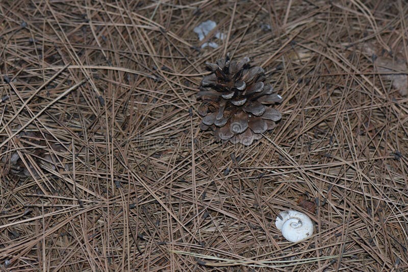 Pine Cone and White Snail on the Ground in the Pine Forest Stock Image ...