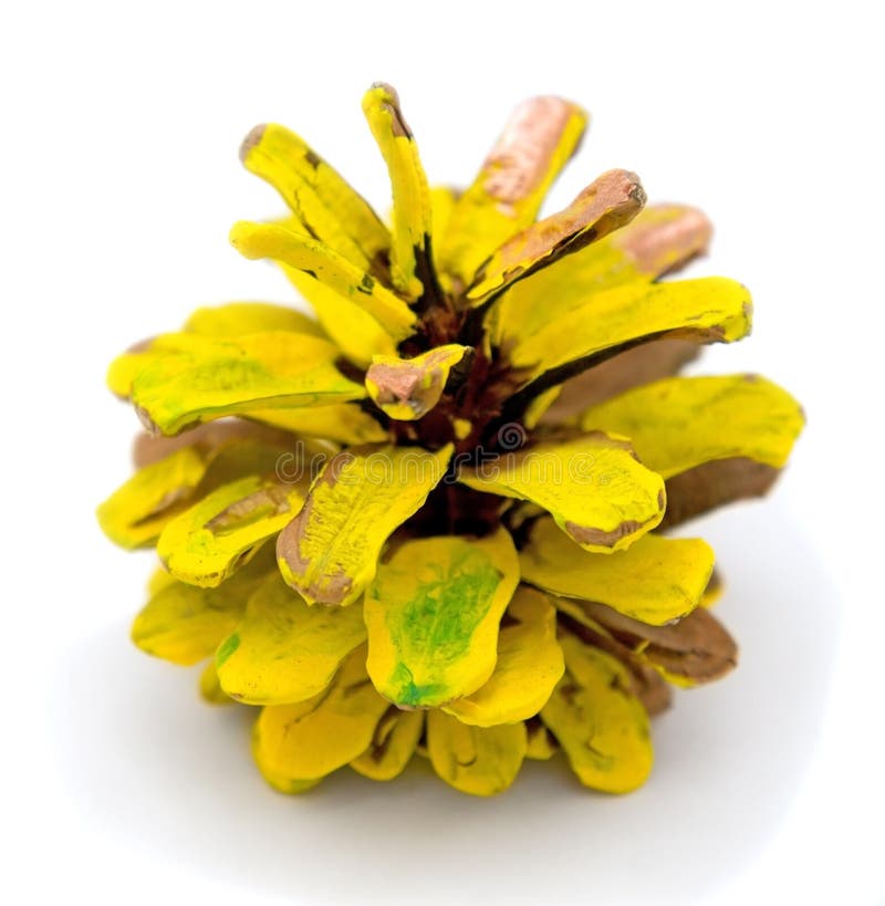 Pine cone yellow stock image. Image of dried, december - 17336011