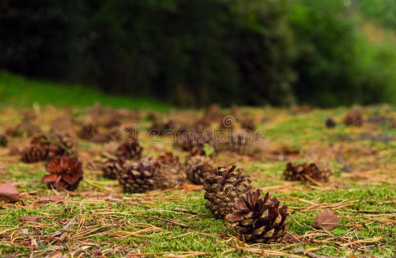 Pine Cones. stock photo. Image of nature, fallen, cones - 11117642