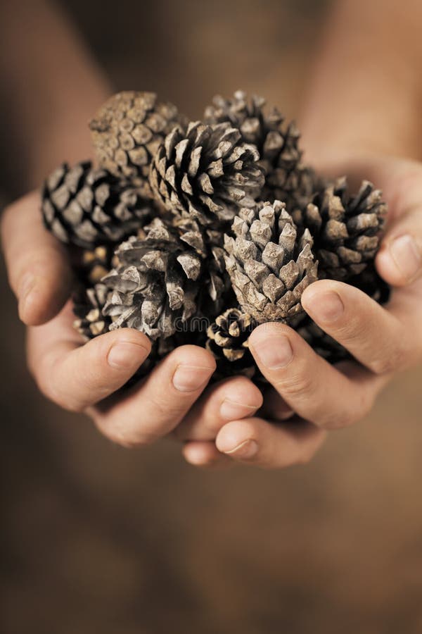 Pine Cones stock image. Image of cupped, hand, pinecones - 16099079