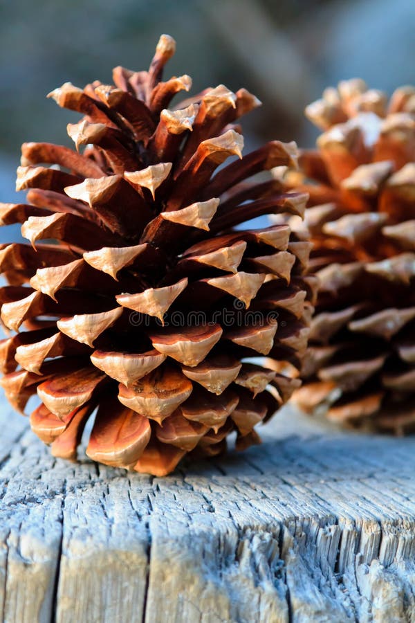 Pine Cones stock image. Image of garden, nature, seed - 22662361