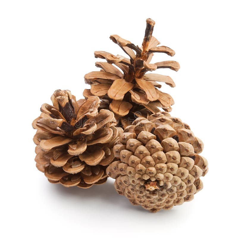 Pine cone geometry stock photo. Image of center, layers - 48417592