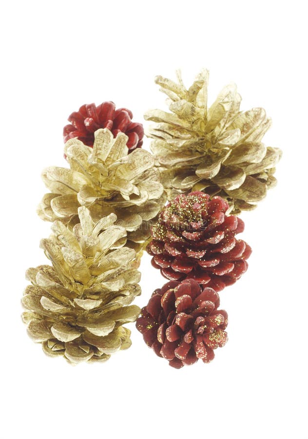 4,335 Group Pine Cones Tree Stock Photos - Free & Royalty-Free Stock ...