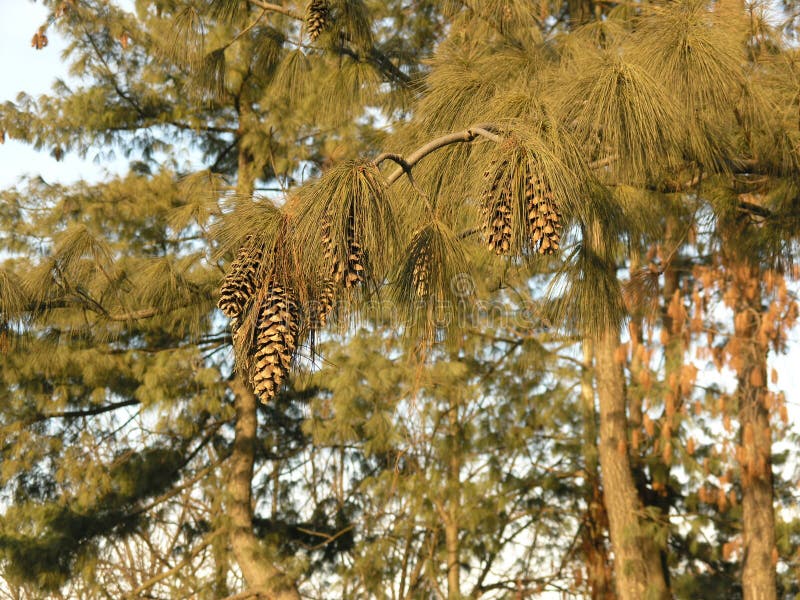 Pine cones stock photo. Image of pine, trunk, tree, evergreen - 73976