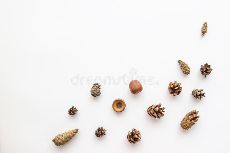 Pine Cones and Acorn on White Background Stock Image - Image of autumn ...