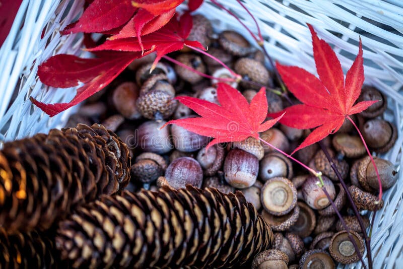 Pine Cones, Acorns and Leaves Stock Photo - Image of october, seasonal ...