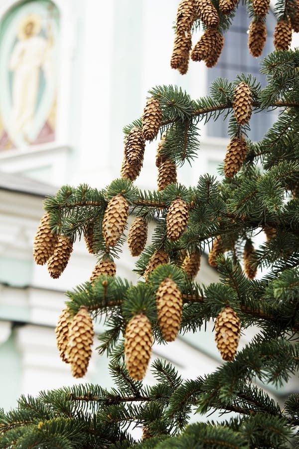 Pine Cones Against a Church Wall Stock Image - Image of conifer, tree ...