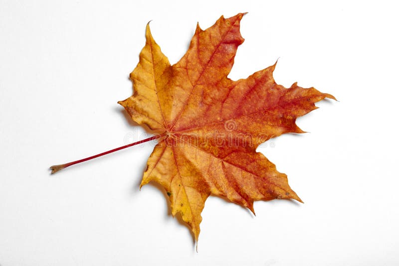 Pine Cones and Autumn Leaves on an Autumn Background Stock Photo ...