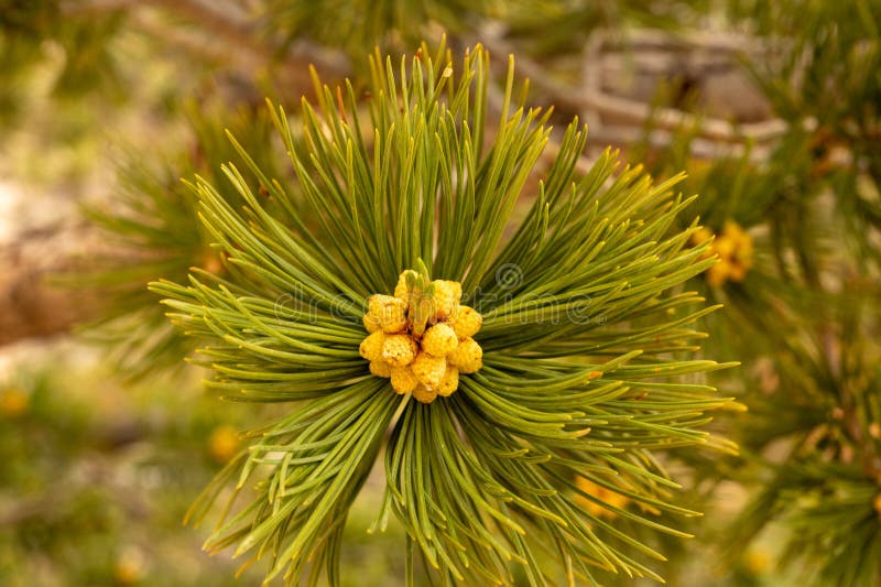 Pine Cones Begin To Form at the Tips of Pine Tree Branch Stock Image ...