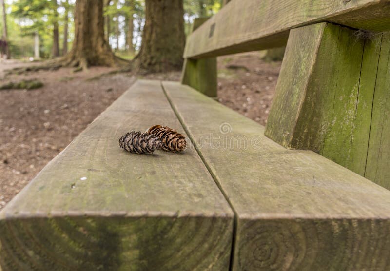 Pine Cones on a Bench in a Forest. Stock Image - Image of autumn ...