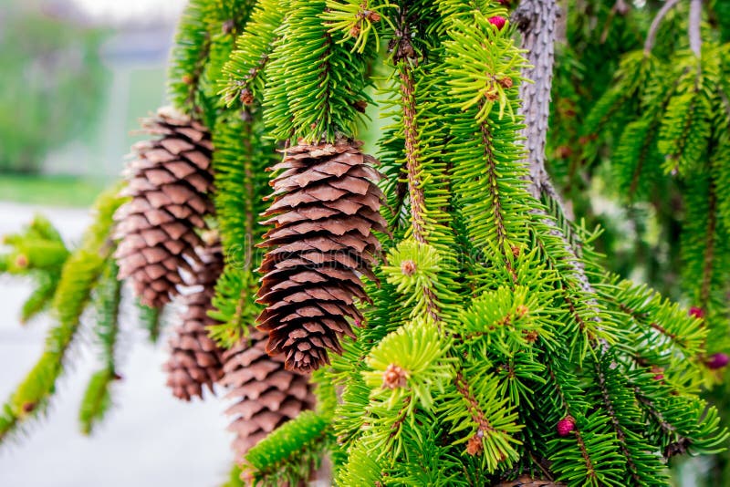 Pine Cones Blooming in Early Spring Stock Image - Image of pine, tree ...