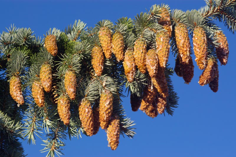 256 Cluster Pine Cones Stock Photos - Free & Royalty-Free Stock Photos ...