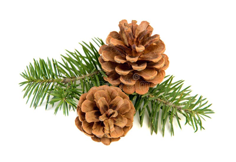 Pine cones stock image. Image of brown, isolated, natural - 33500621