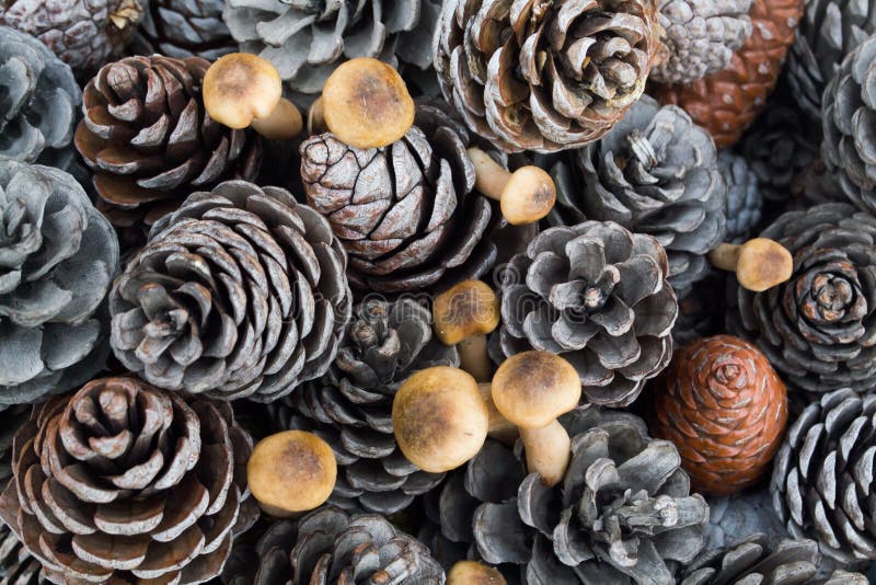 Pine cones stock photo. Image of season, cones, closeup - 153630860