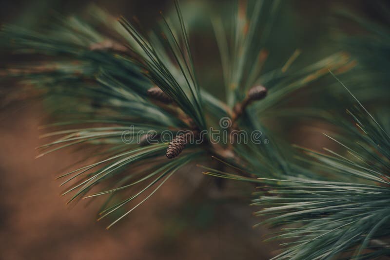 Pine Cones in a Bunch on Pine Tree in Forest on Moody Cloudy Day Stock ...