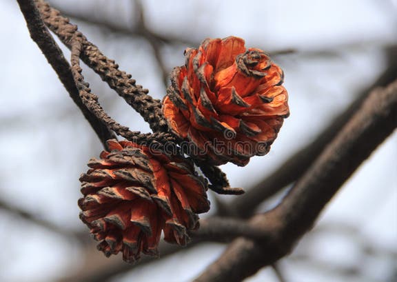 Pine Cones Burned after a Forest Fire Stock Image - Image of flames ...