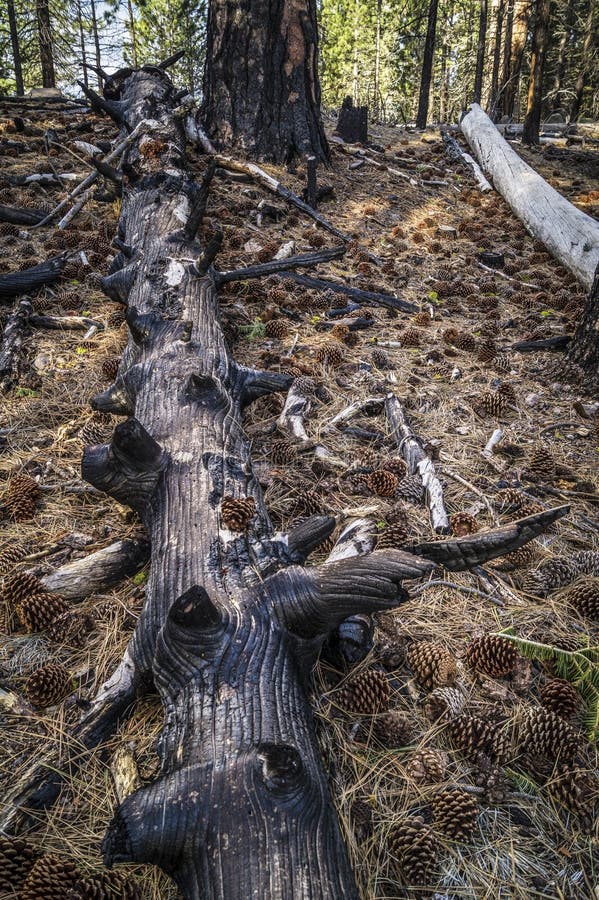 Pine Cones and Burned Tree, Lassen Volcanic National Park Stock Image ...
