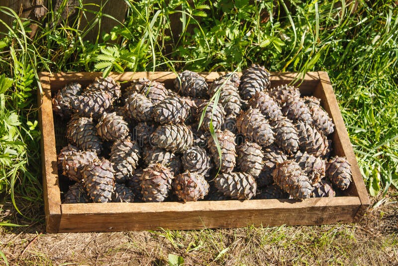 Pine Cones Cooked for Processing Stock Image - Image of cone, close ...