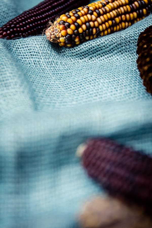 Pine cones and corn cobs stock photo. Image of food - 158900516