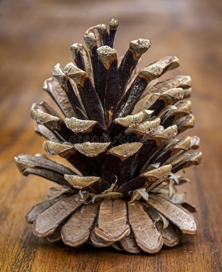 Pine Cones on Rustic Wooden Table Stock Photo - Image of wood, cones ...