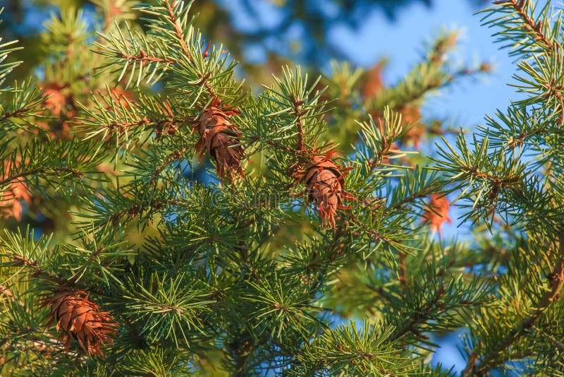 Pine Cones of Douglas Tree. Ripe Cone on Branches of Pseudotsuga ...