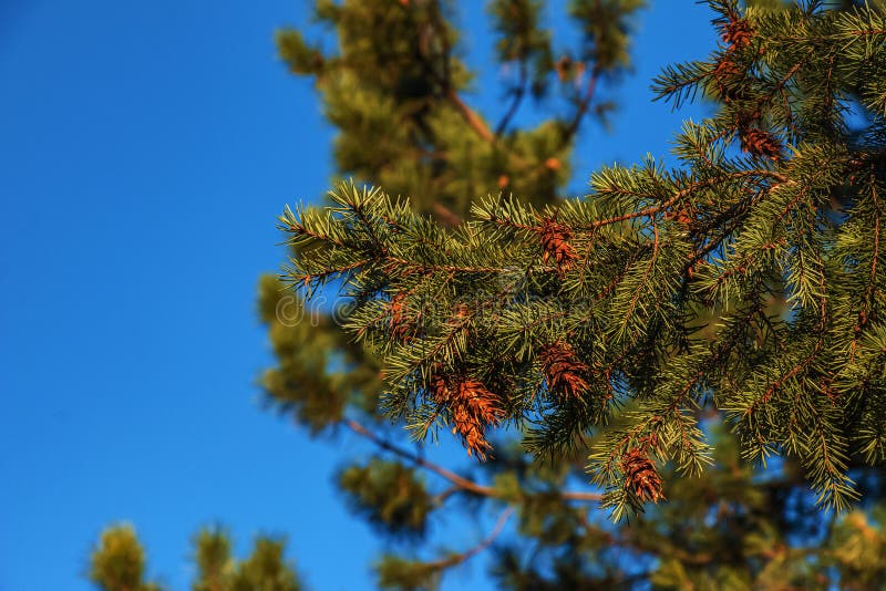 Pine Cones of Douglas Tree. Ripe Cone on Branches of Pseudotsuga ...