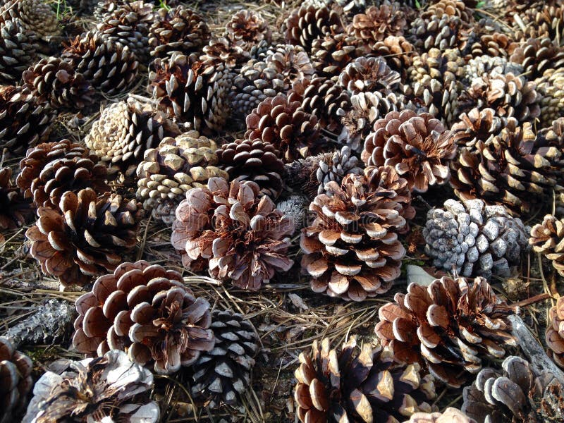 Dried Pine Cones on Forest Floor. Stock Photo - Image of cone, heap ...