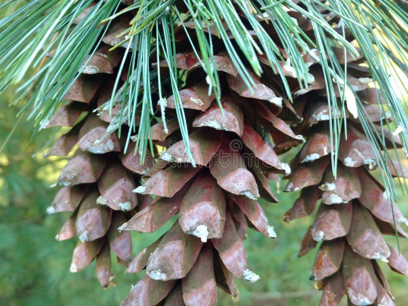 Pine Cones in Fall stock image. Image of greenery, cones - 100507979