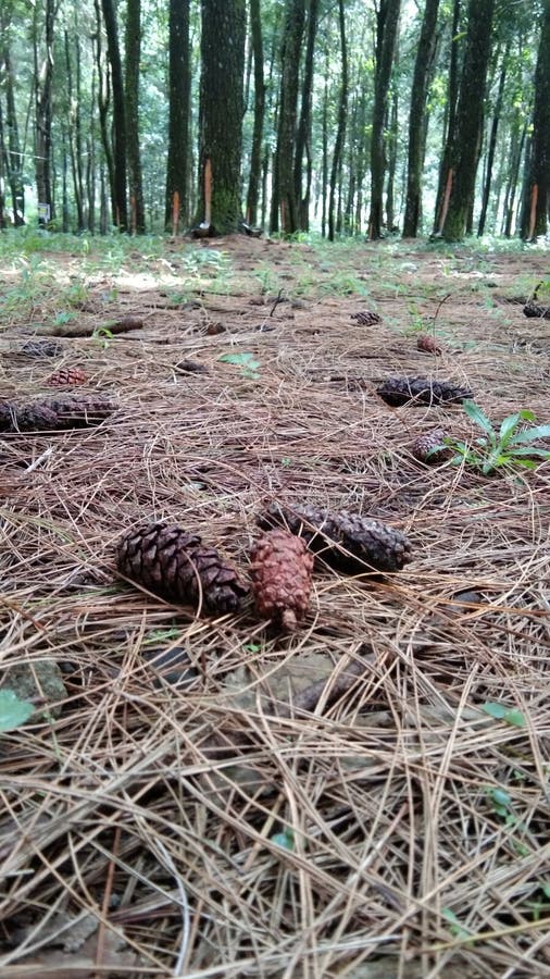 Pine Cones Fall from the Tree Stock Image - Image of jungle, snake ...