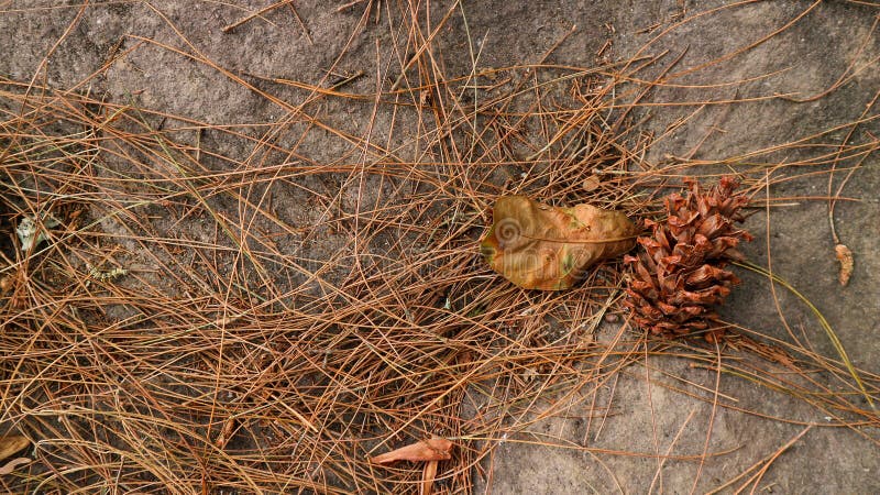 Pine Cones Fallen Leaves Lay Ground Stock Photos - Free & Royalty-Free ...