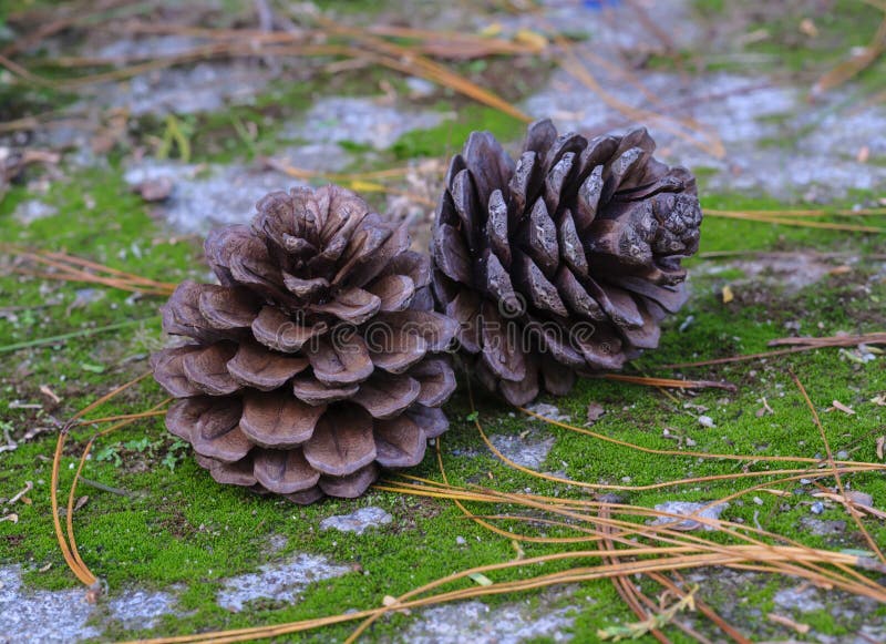Pine cones. stock image. Image of detail, lush, figurine - 31666695