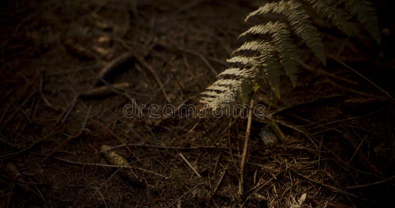 Pine Cones Falling on Ground in Forest Stock Footage - Video of leaf ...