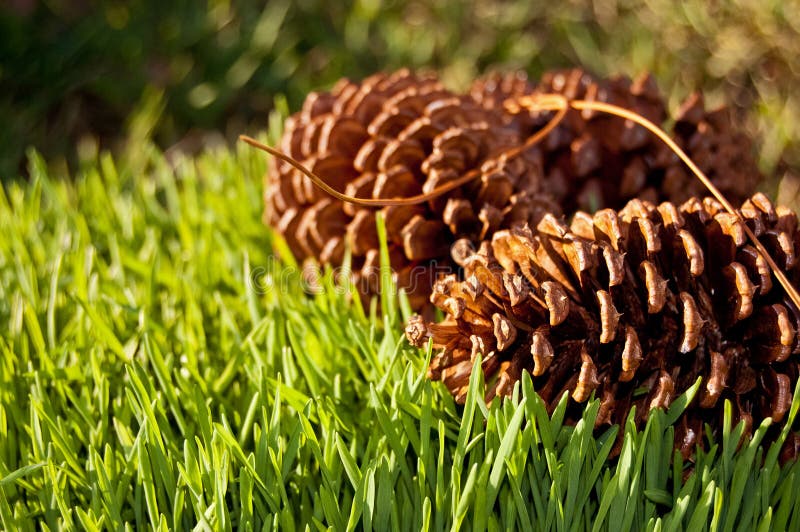 Pine Cones on grass stock photo. Image of christmas, seed - 30284480