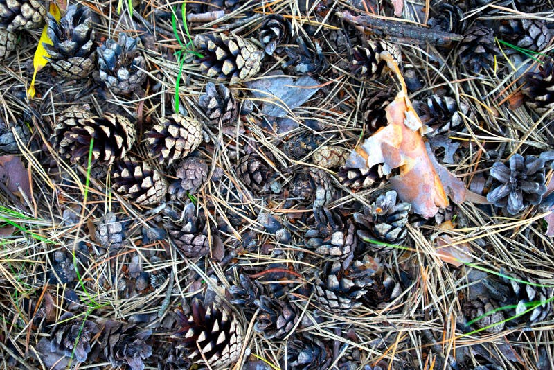 Pine Cones on the Grass in Autumn Stock Image - Image of pine, pinecone ...