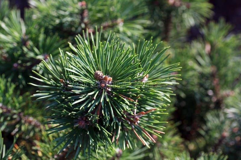 Pine Cones Hanging from the Branches of an Evergre Stock Image - Image ...