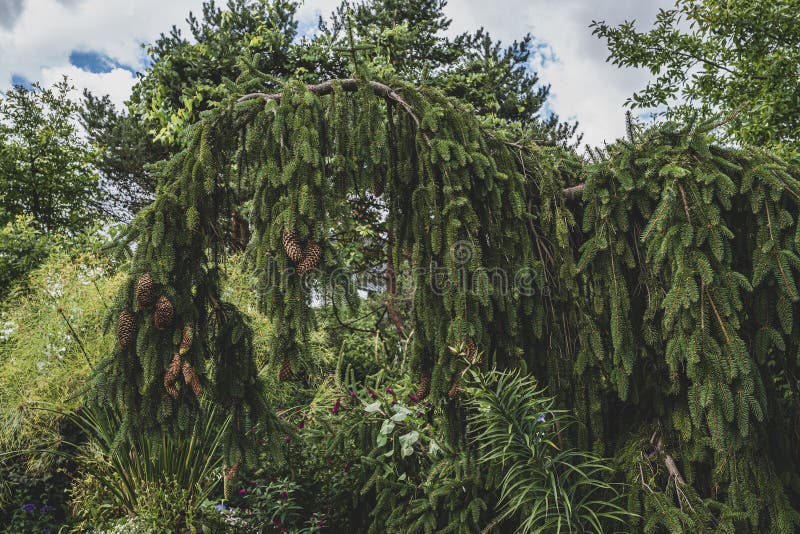 311 Sagging Tree Stock Photos - Free & Royalty-Free Stock Photos from ...