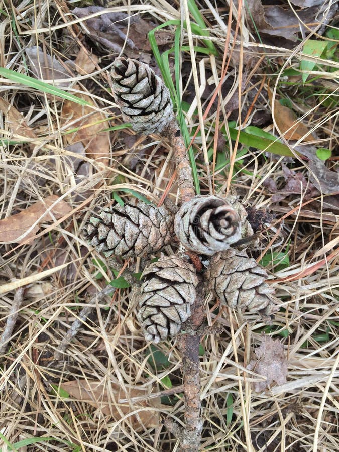 260 Cluster Pine Cones Stock Photos - Free & Royalty-Free Stock Photos ...