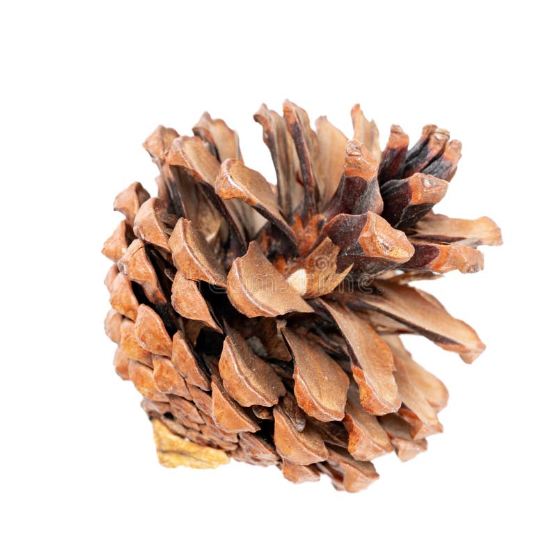 330 Pine Cones Clipping Path Stock Photos - Free & Royalty-Free Stock ...