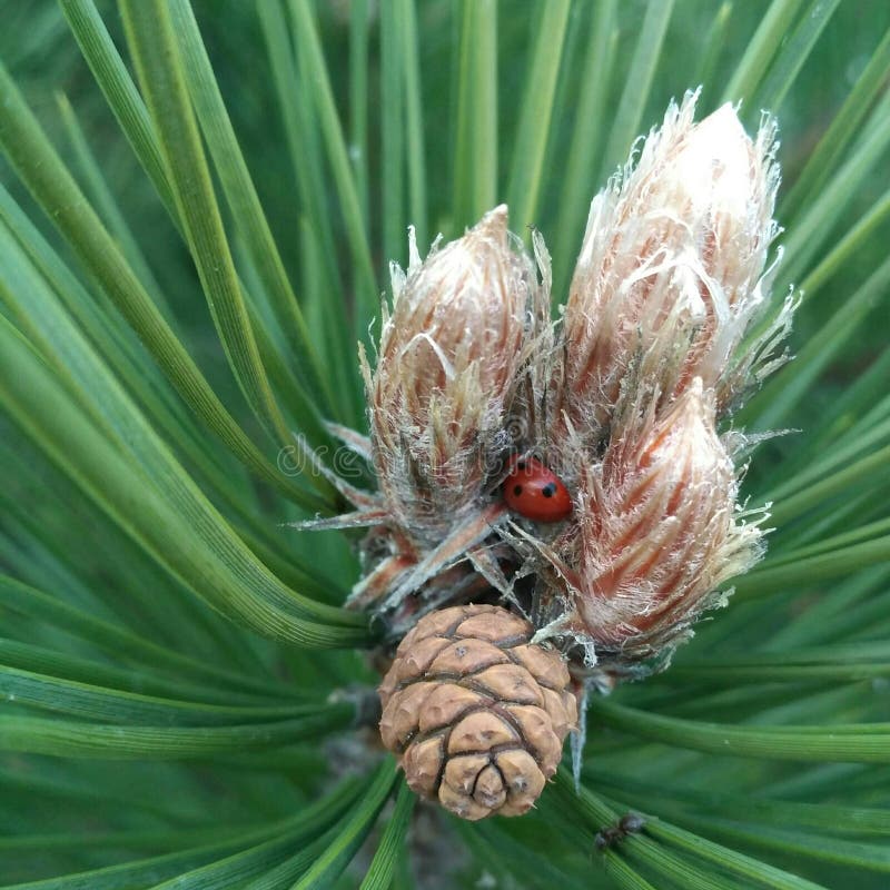Pine cones and ladybug editorial photo. Image of grass - 217097421