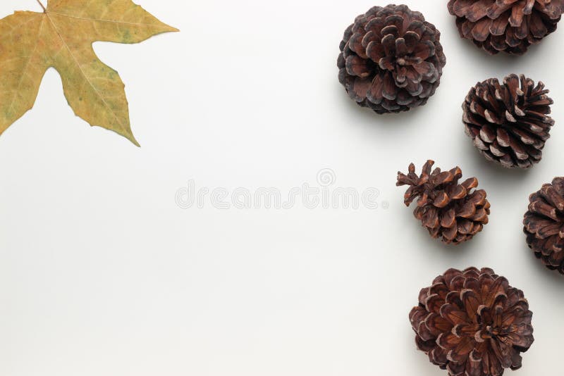 Pine Cones and Leaf Background Stock Photo - Image of blank, beautiful ...