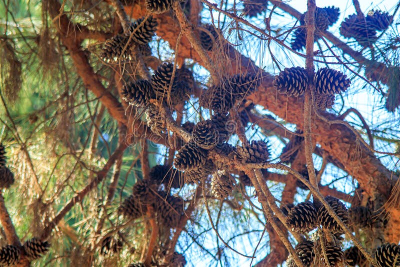 Pine Cones and Leaves on the Pine Tree in the Forest in the Day Stock ...