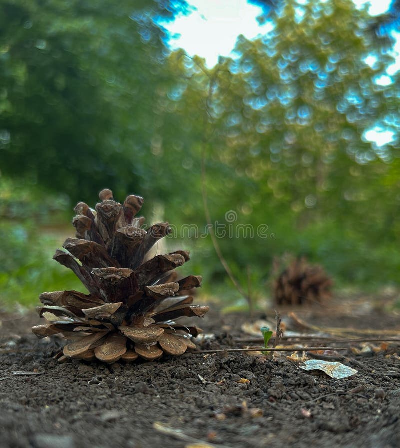 Pine Cones Lying on the Ground in a Natural Forest Environment. Dry ...