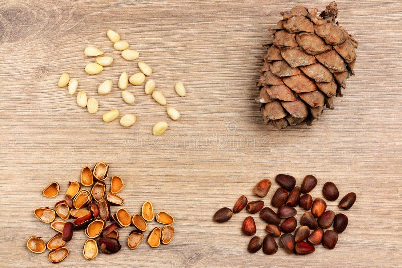 Pine Cones, Nuts and Shells Stock Image - Image of shell, shelled: 65013371