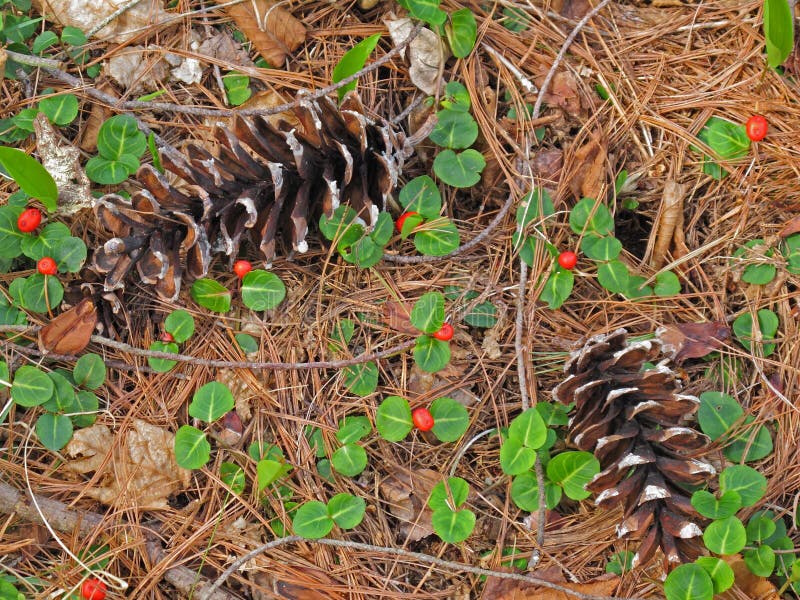 Partridge Berry stock photo. Image of colorful, forest - 79974724