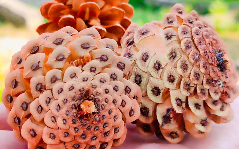 Pine Cones of a Rare Copper Color. Stock Image - Image of plant, forest: 348525283