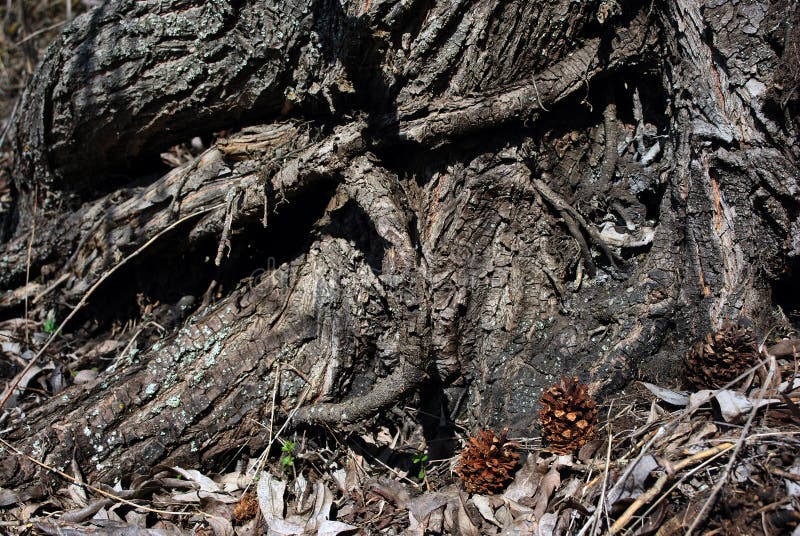 Pine Cones, Rotten Leaves and Tree Roots Textre Background Stock Photo ...
