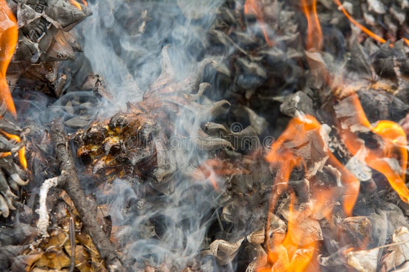 Pine Cones Smoking and Burning in Fire Stock Photo - Image of light ...