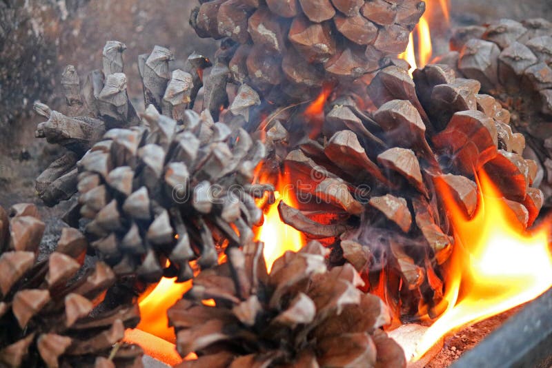 Pine Cones Smoking and Burning Stock Image - Image of cones, color ...