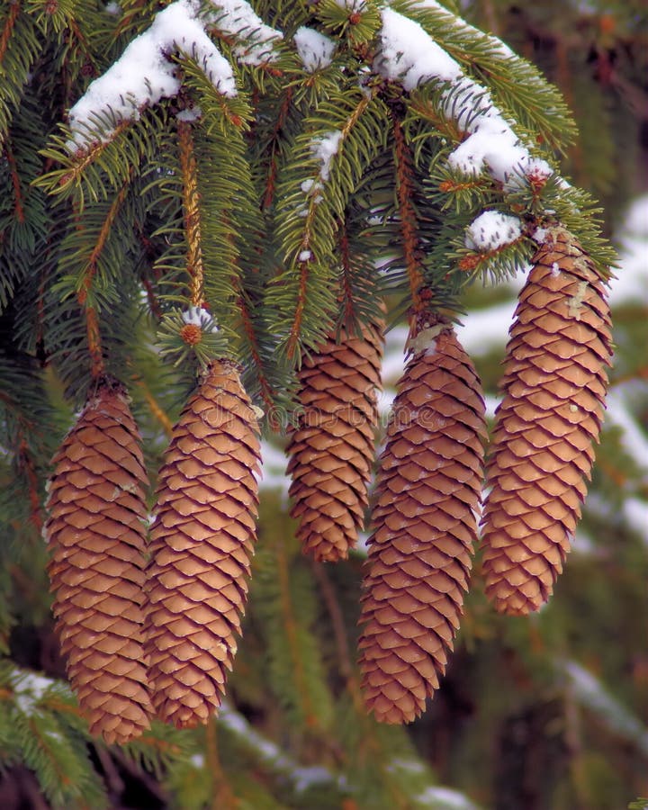 Pine cones in the snow stock image. Image of coniferous - 48877267